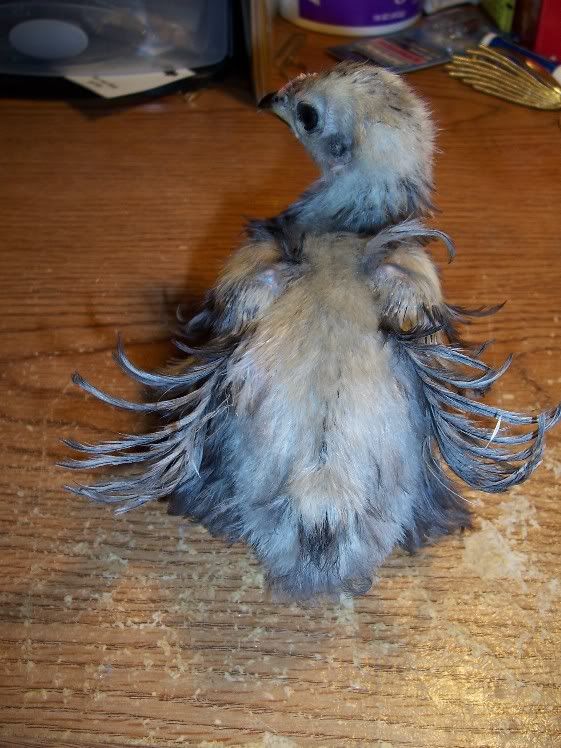 Breeding Frizzles | BackYard Chickens - Learn How to Raise Chickens